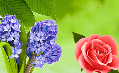 Phenylacetaldehyde 50% in PEA | PerfumersWorld