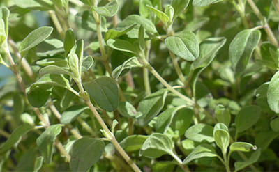 Marjoram Spanish Essential Oil | PerfumersWorld