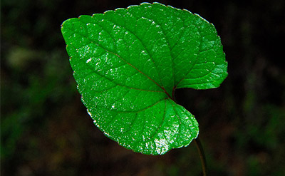 Violet Leaf Absolute | PerfumersWorld